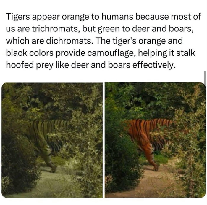 Tigers appear green to certain animals! - 9GAG