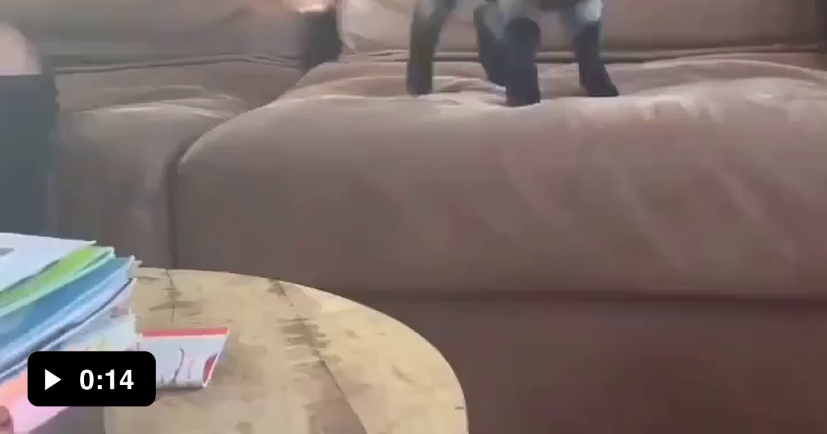 Baby goat bouncing on the couch.. - 9GAG