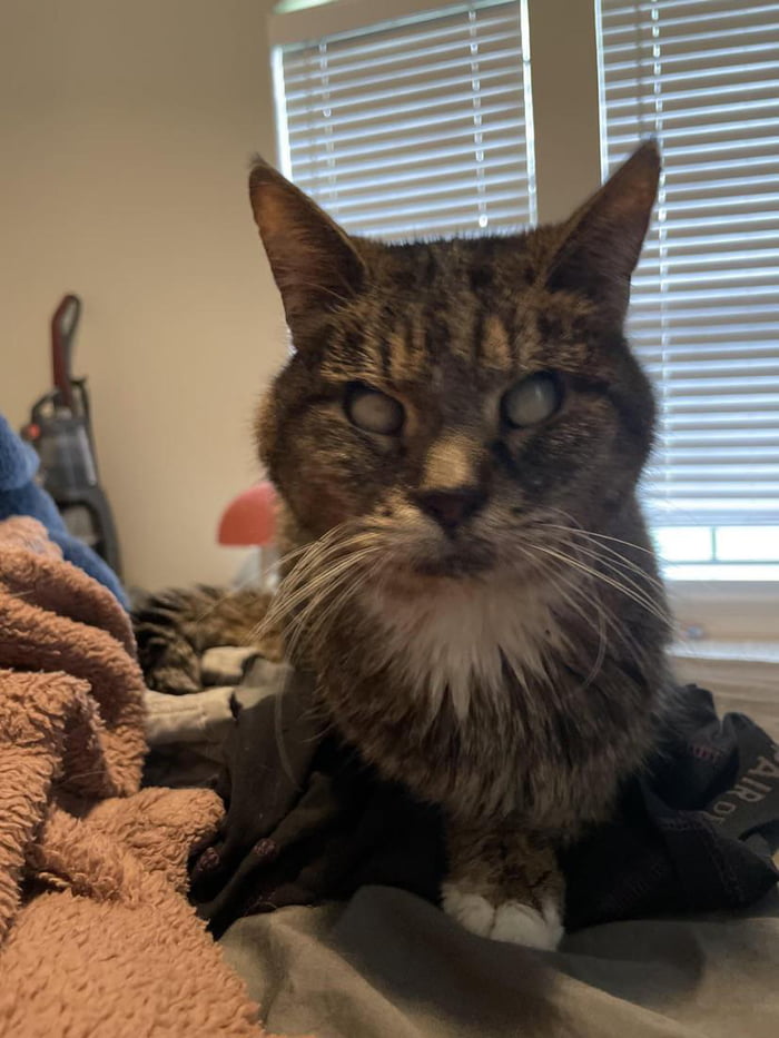 Cat with eye problem… - 9GAG