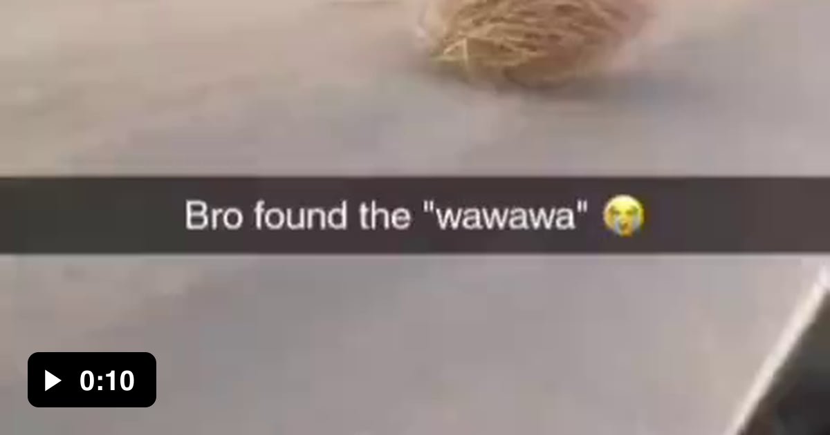 Just regular wawawa - 9GAG