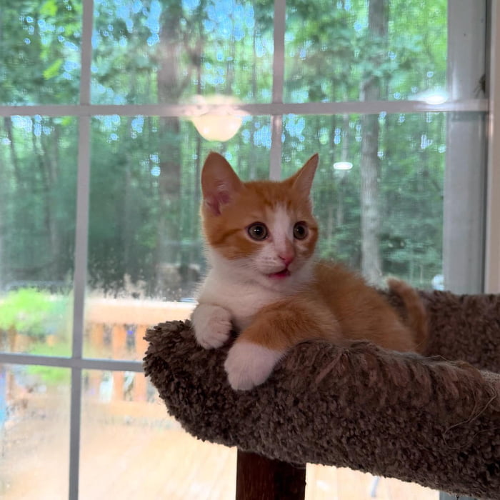 Jorts’ face the first time he made it to the top of the cat tower - 9GAG