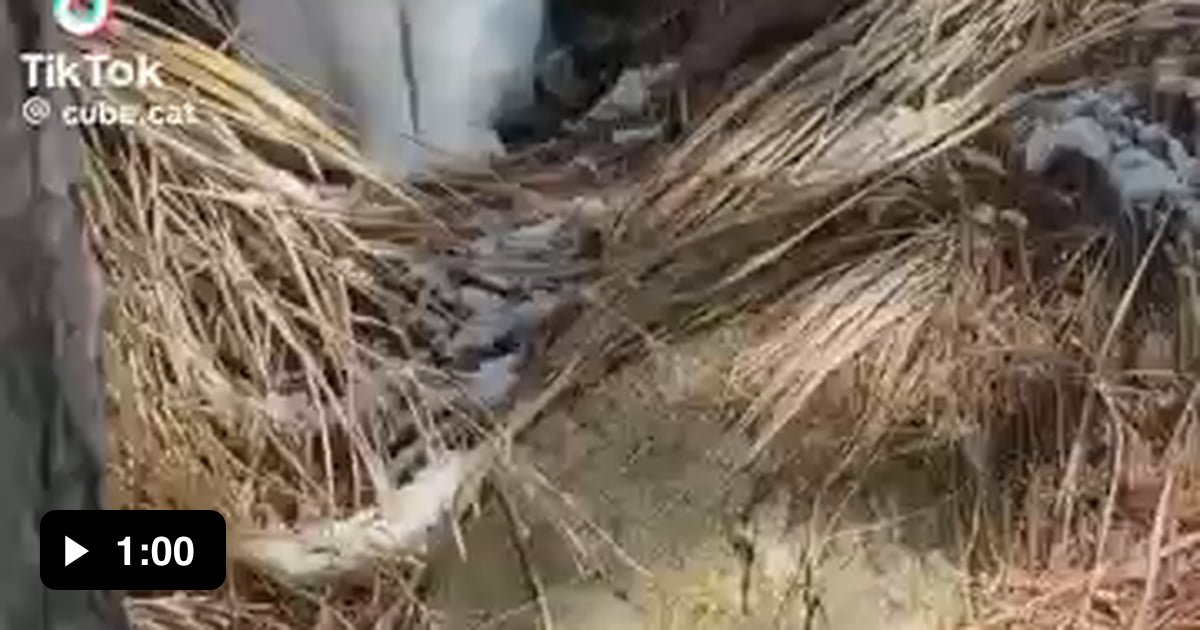 That's commitment and sheer f**king will - 9GAG