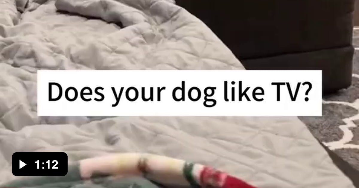 Dogs watching tv - 9GAG