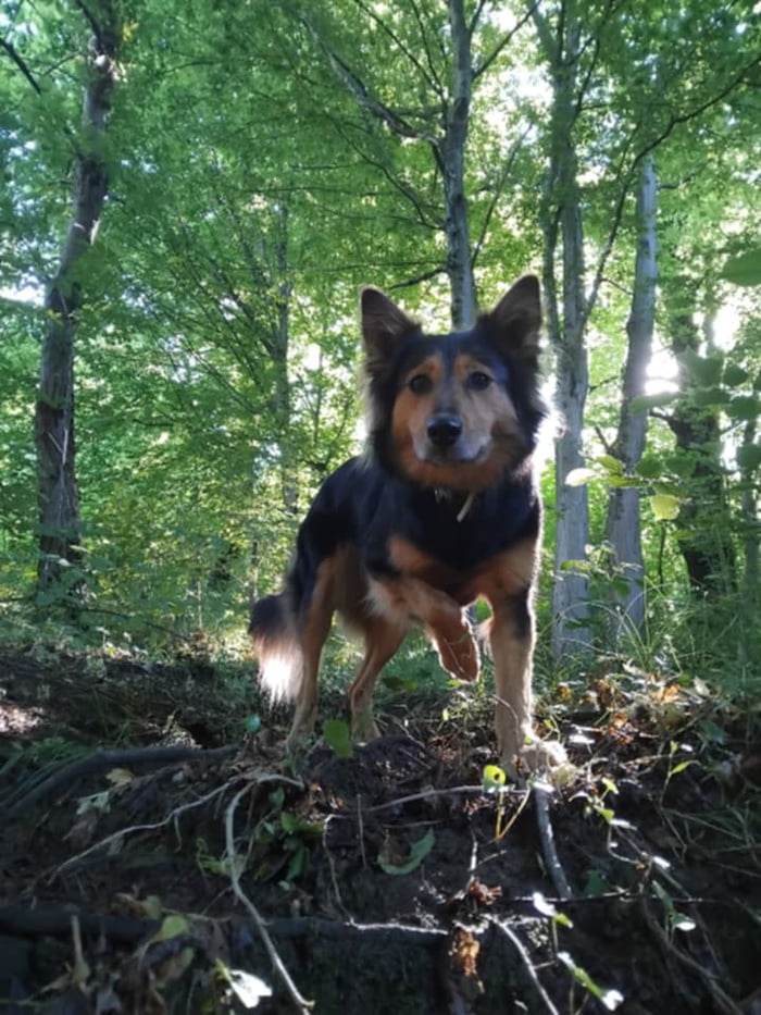 Posting Echo - morning wood - 9GAG