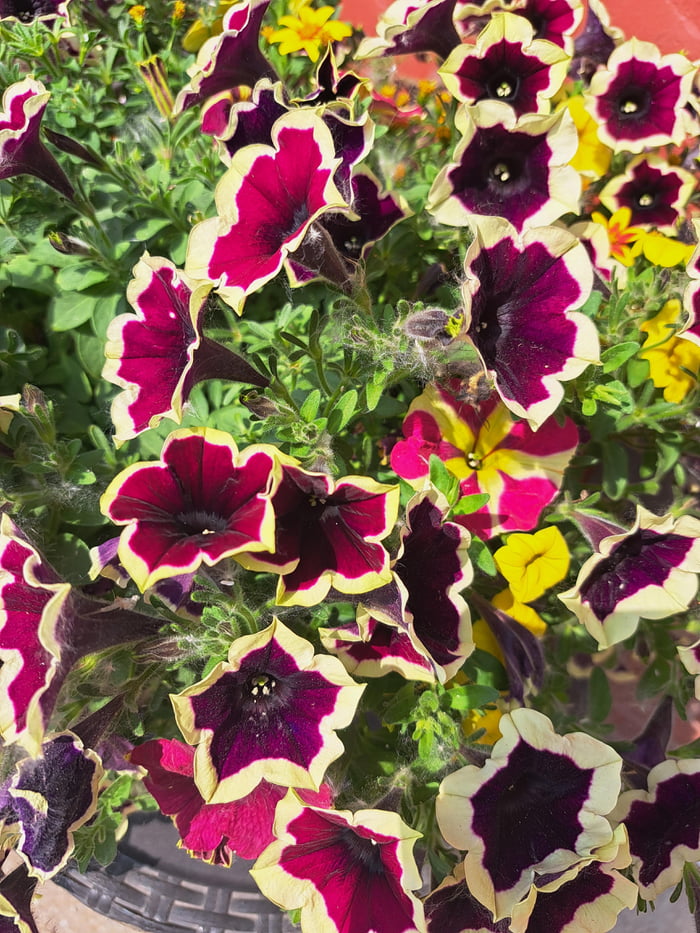 Vibrant blooms brightening the path - 9GAG