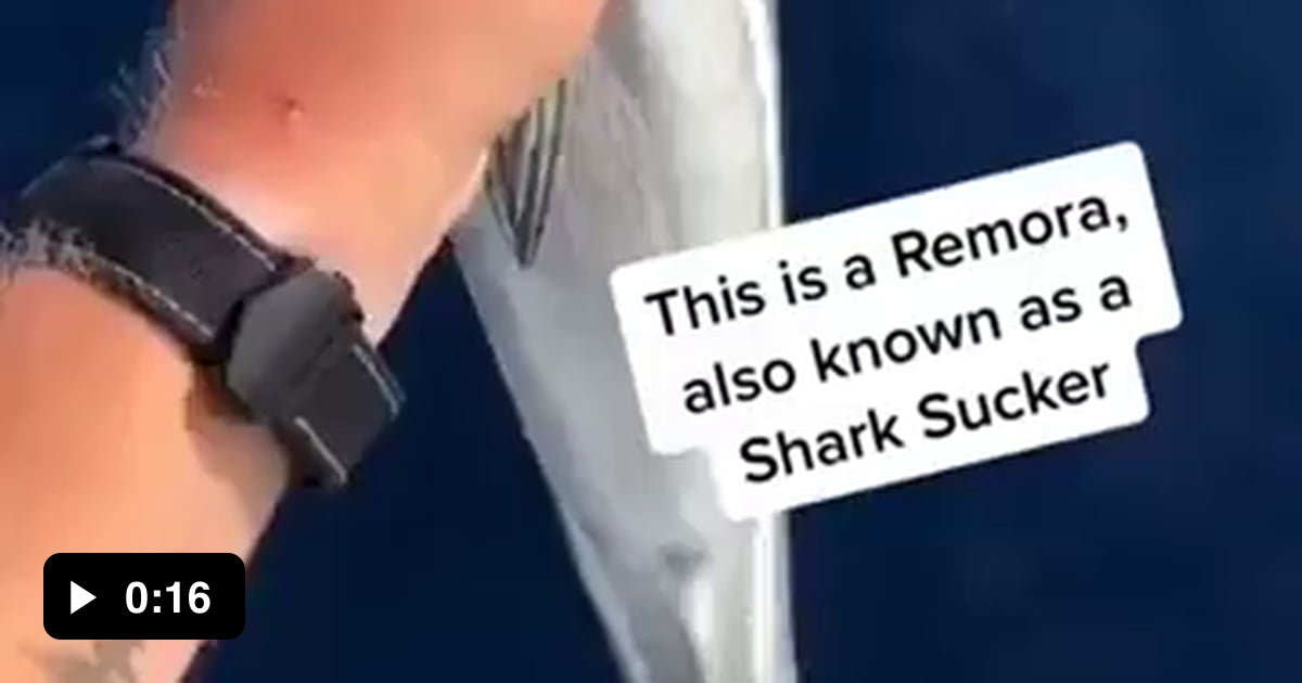 This is the sucker fish, also known as the remora, a marine species ...
