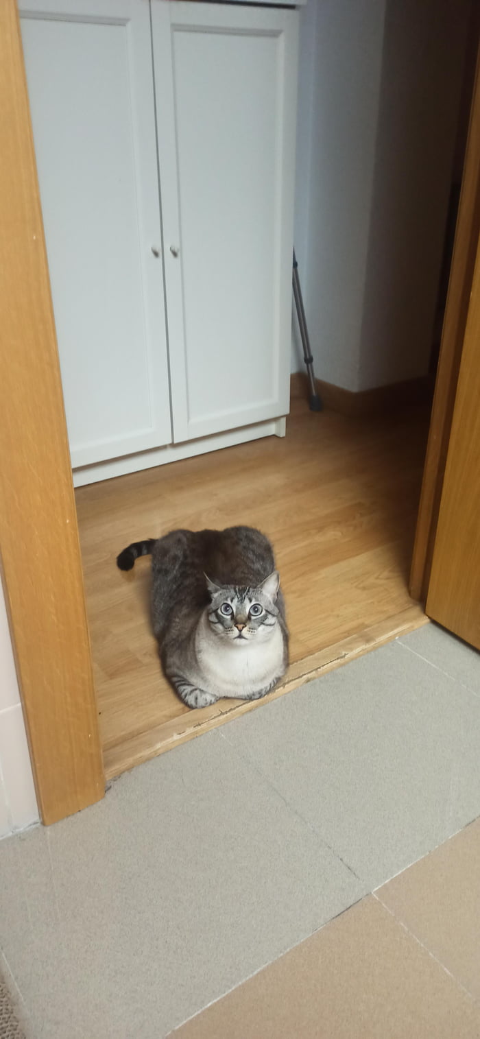 Do you haver Bouncer cats too? - 9GAG
