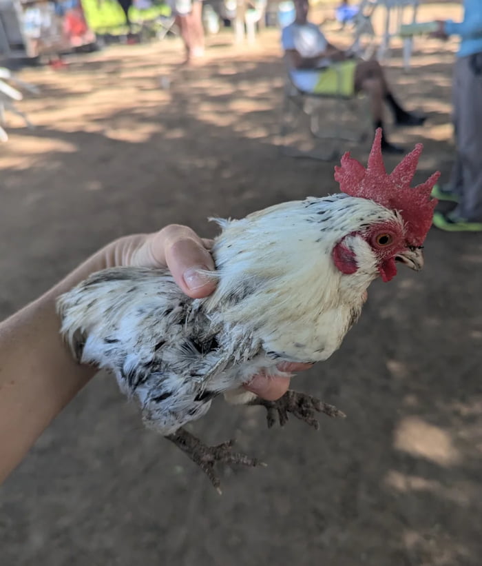 A micro rooster! - 9GAG