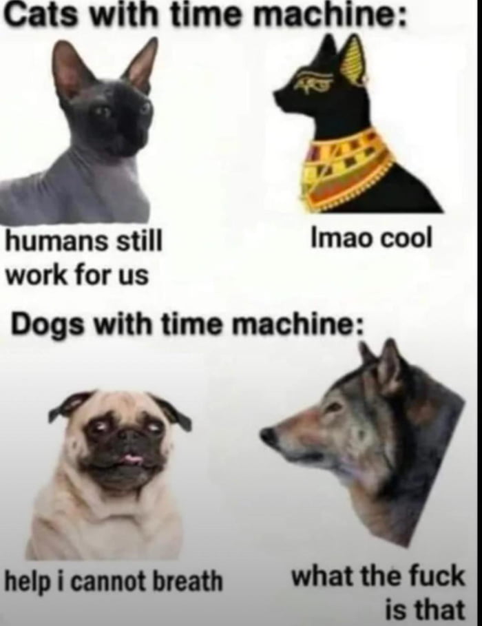 Cats unchanged, dogs regretting evolution - 9GAG