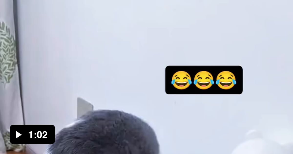 Cat Damn Mary, turn of the camera.. - 9GAG