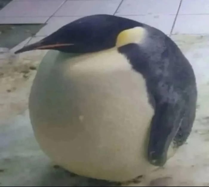 Just in case you're having a bad day, here's a pic of very round ...