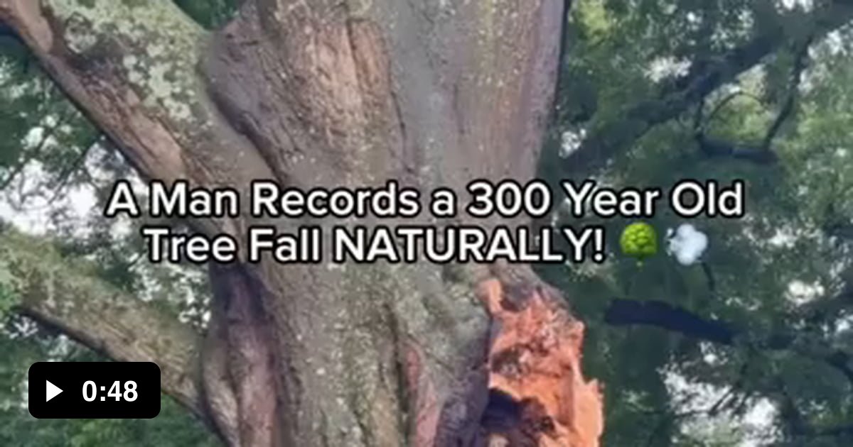 Incredible Moment When a Man Records a 300 Year Old Tree Fall NATURALLY ...