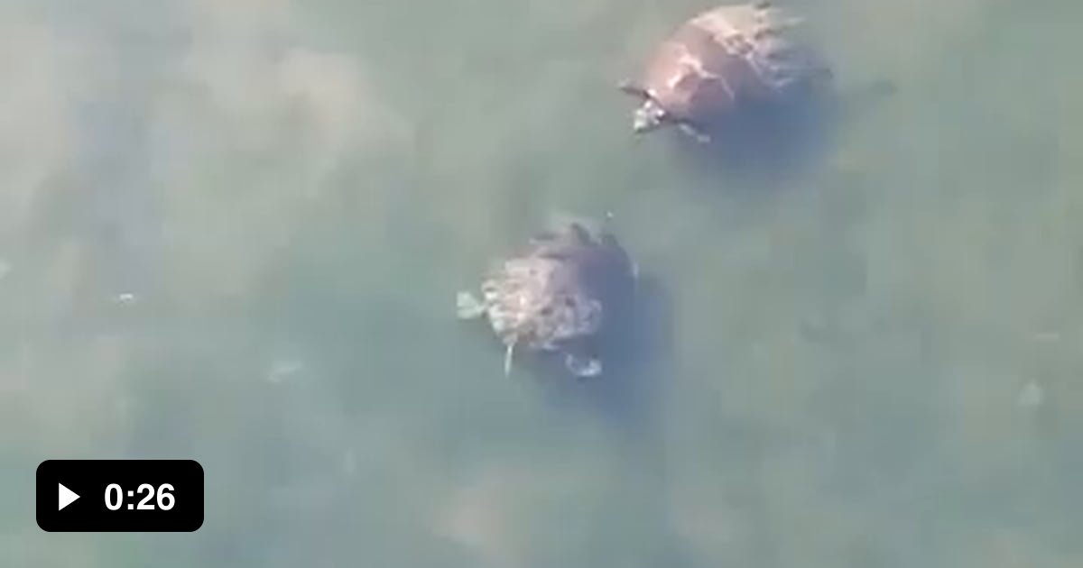 Cuteness of the day: Turtles flirt this way - they slap another turtle ...