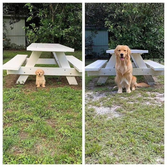 From tiny paws to big smiles - 9GAG