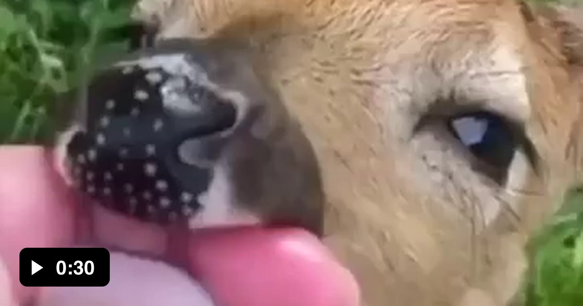 The best wild licking in the world! - 9GAG
