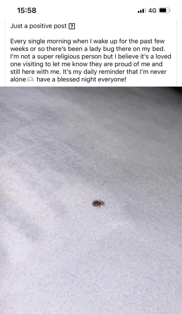 A lady bug. In your bed. A bed lady bug. A bed bug. - 9GAG