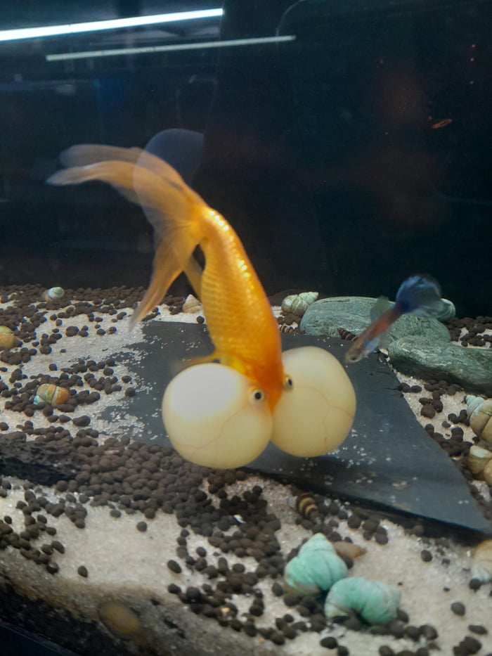 ...this fish... - 9GAG