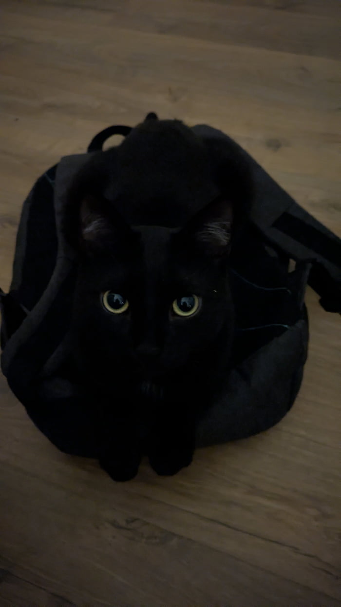 My void laying on my backpack (she's smoll) - 9GAG