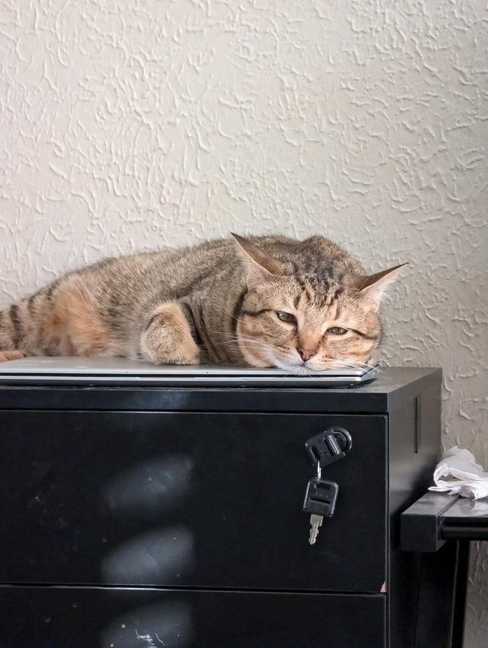 How to tell if your cat is having an existential crisis - 9GAG