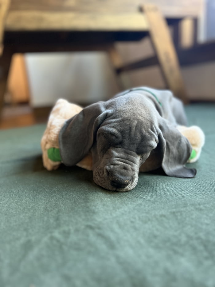 New Friend, “Barnabas”. European Blue Great Dane. 9 weeks - 9GAG