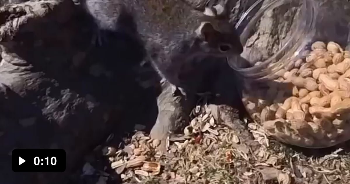Squirrel going nuts - 9GAG