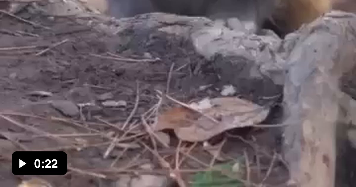 Baby monkey wants a ipad - 9GAG