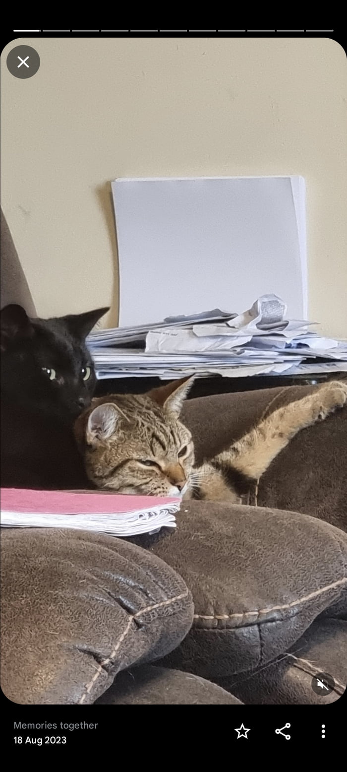 3rd Reich cat edition incoming - 9GAG