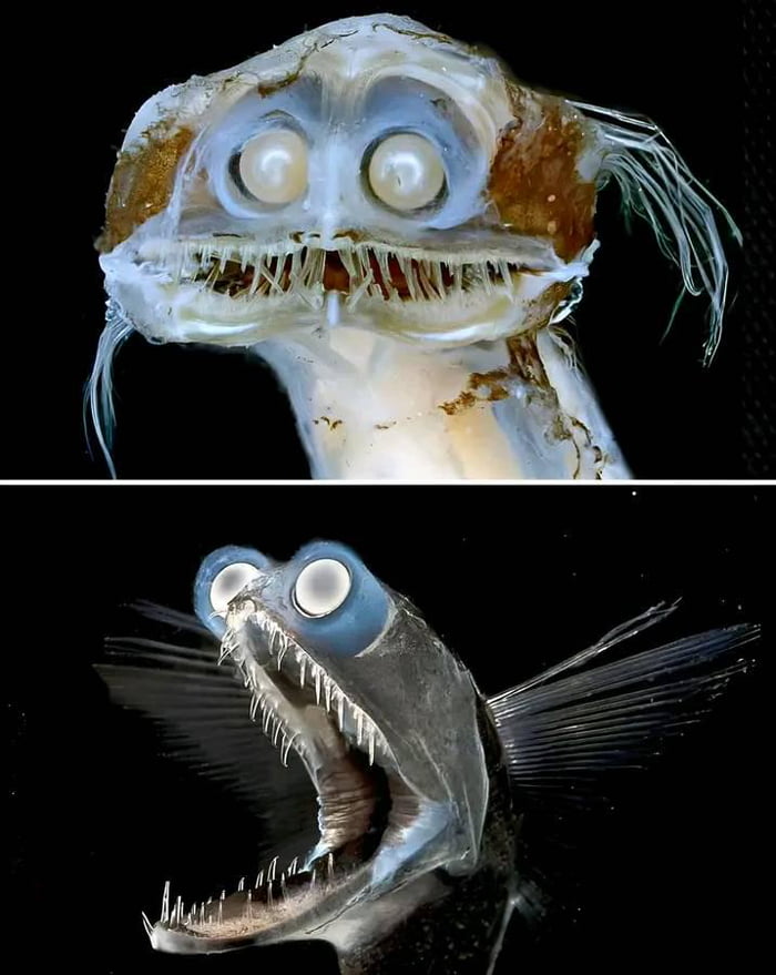 The telescope fish (Gigantura chuni)—a deep-sea marvel with an uncanny ...