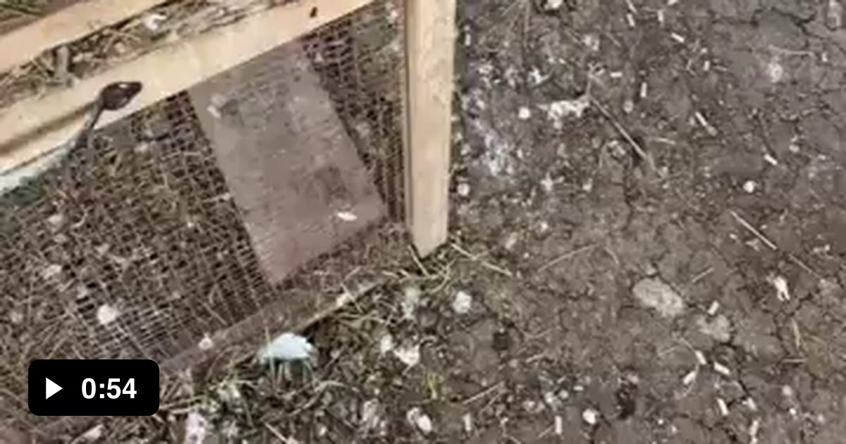 Day on the farm - 9GAG