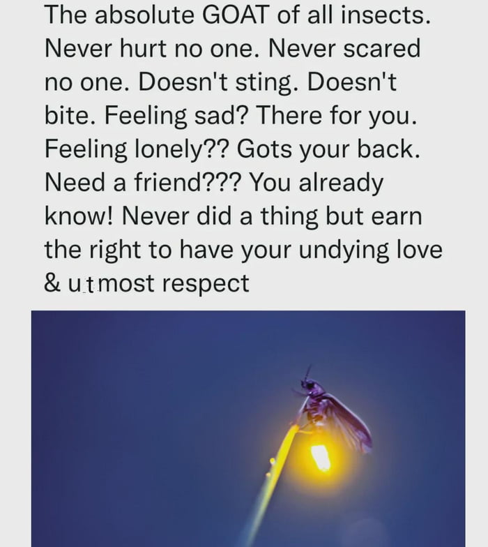 The best bugs - 9GAG