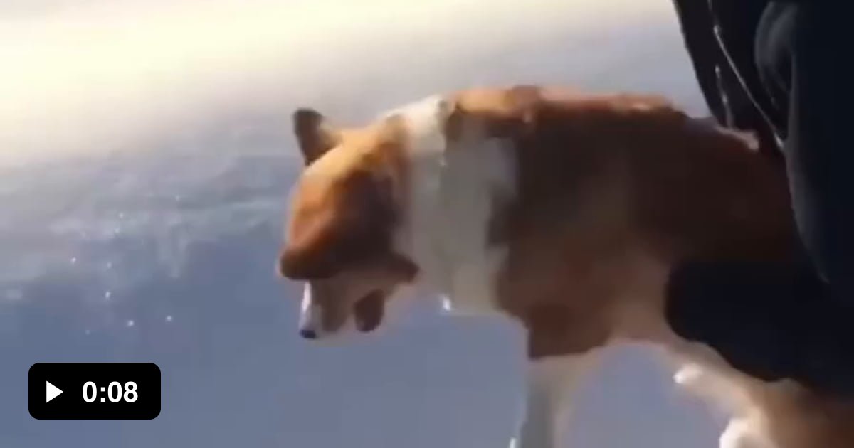 Doggo goes high - 9GAG