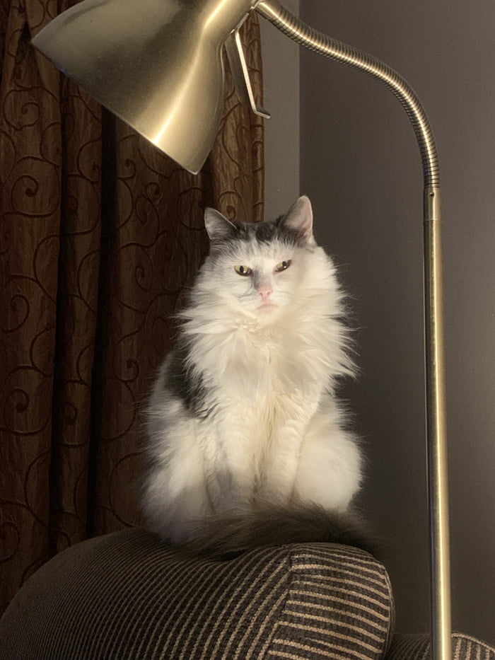 This cat is sick of your shit - 9GAG