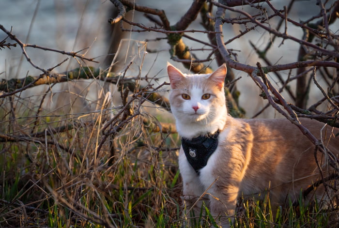 Cats? Meet Codex the adventure cat. Legendary items come in orange. - 9GAG