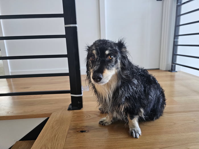 Post Bath Side-Eye - 9GAG