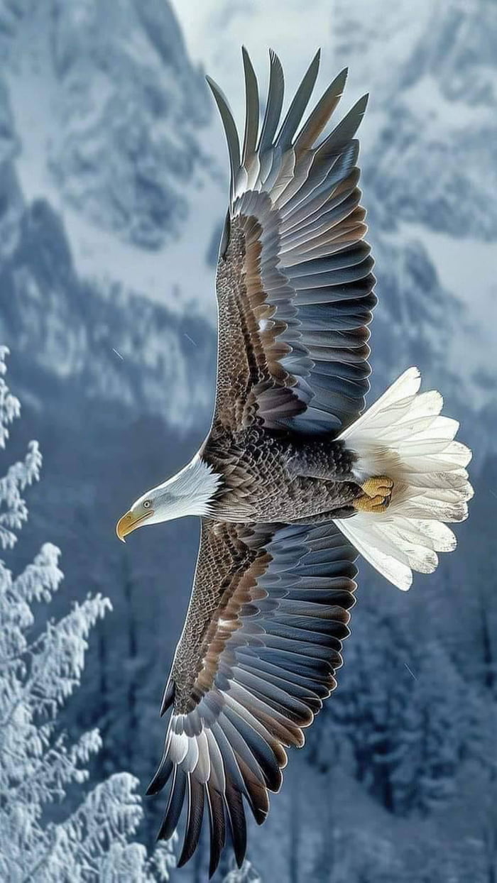 Beautiful Eagle 🦅🦅🦅 - 9GAG