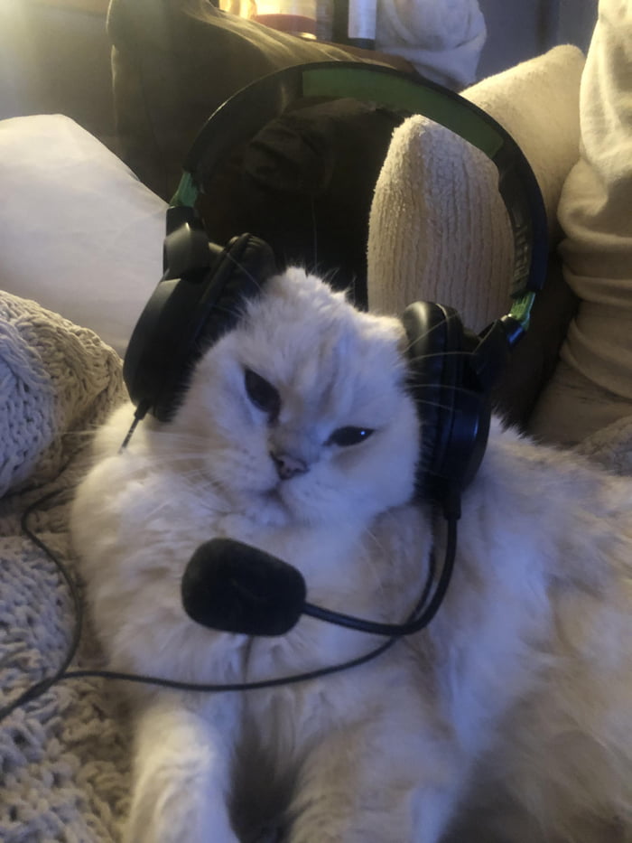 Winston is a professional gamer - 9GAG