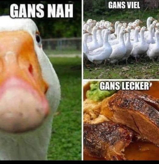 Gans sicher - 9GAG