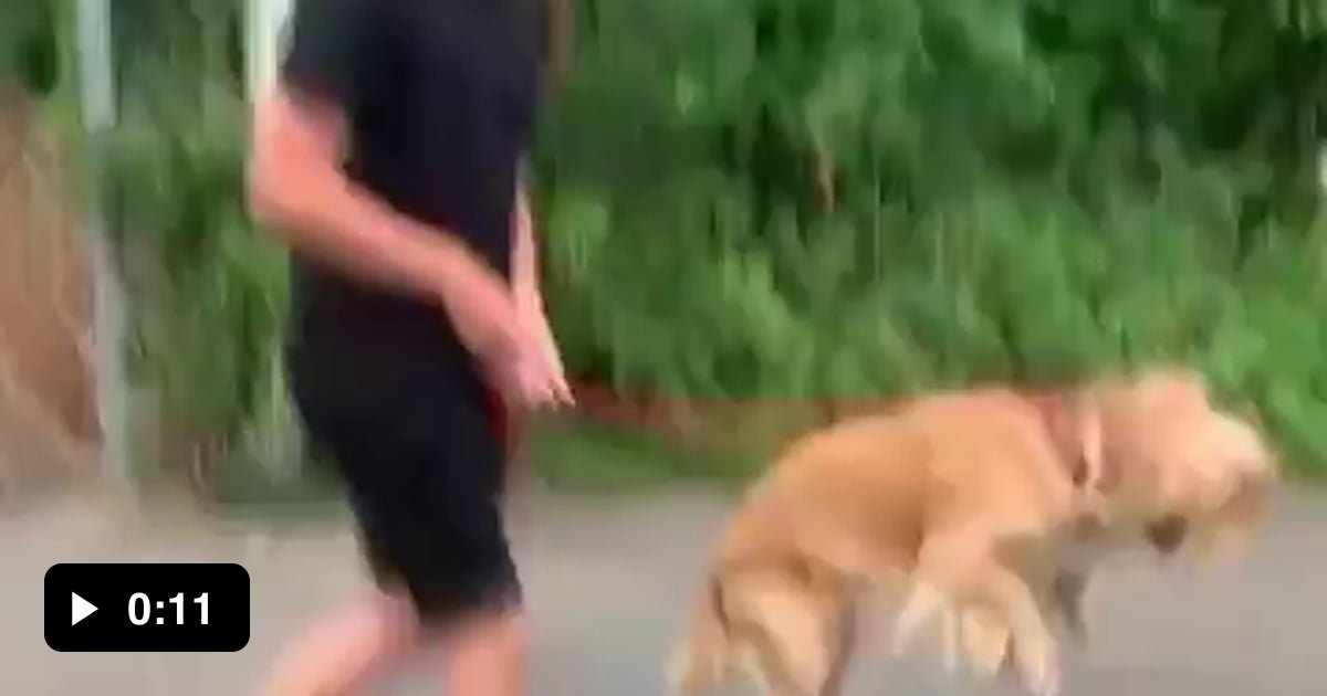 A very happy doggo - 9GAG