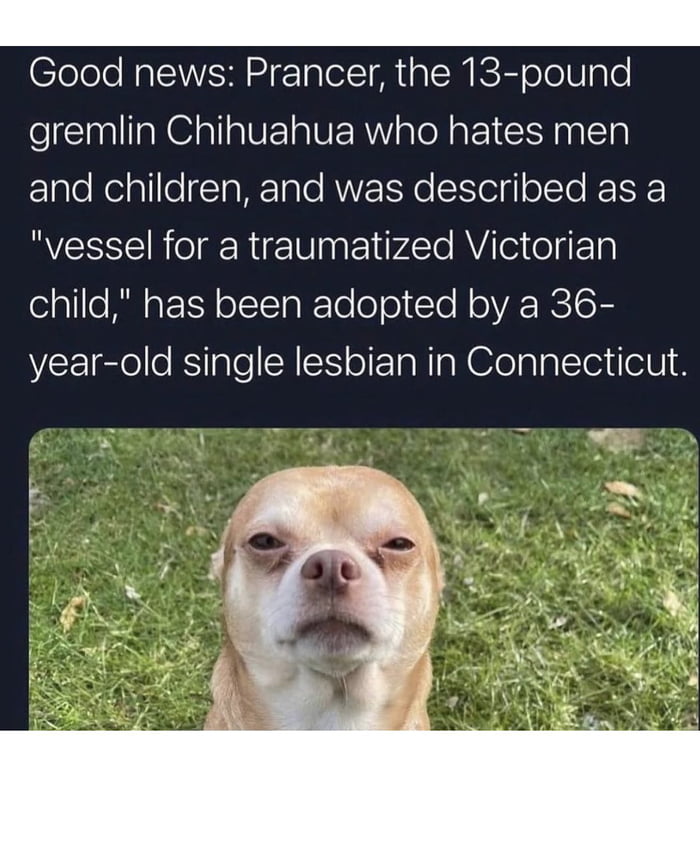 Prancer found her forever home and it's exactly where she belongs - 9GAG