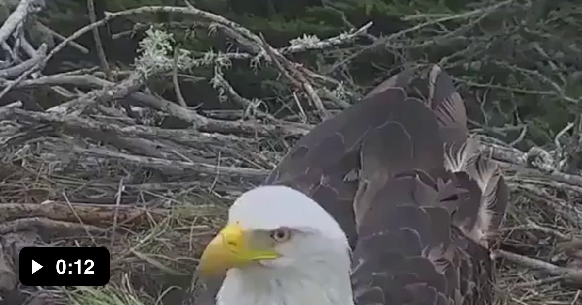 A bald eagle going into defense mode when she spots a predator circling her nest - 9GAG