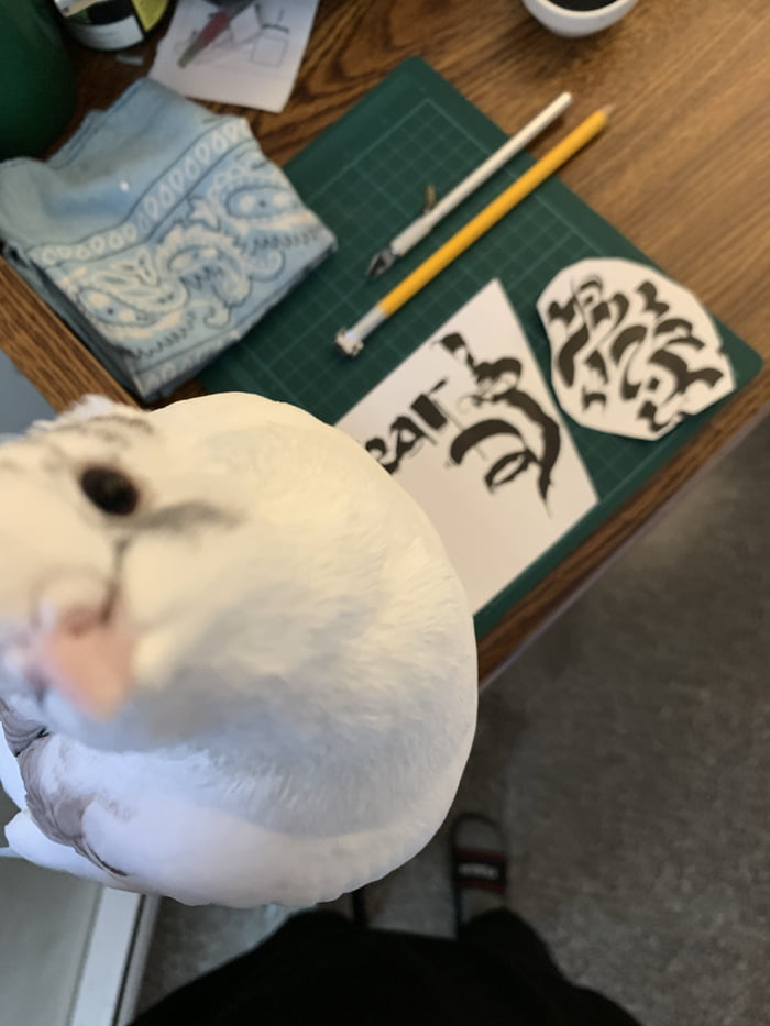 Adopted a bird and started calligraphy. The ADHDs in me is about to ...