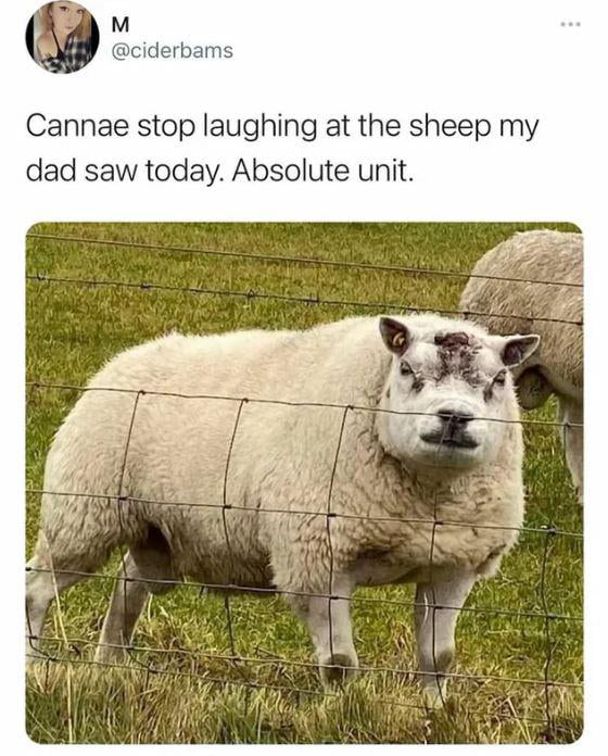 Of a sheep - 9GAG