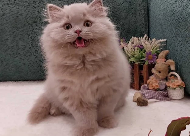 Dangerous Adele - 9GAG