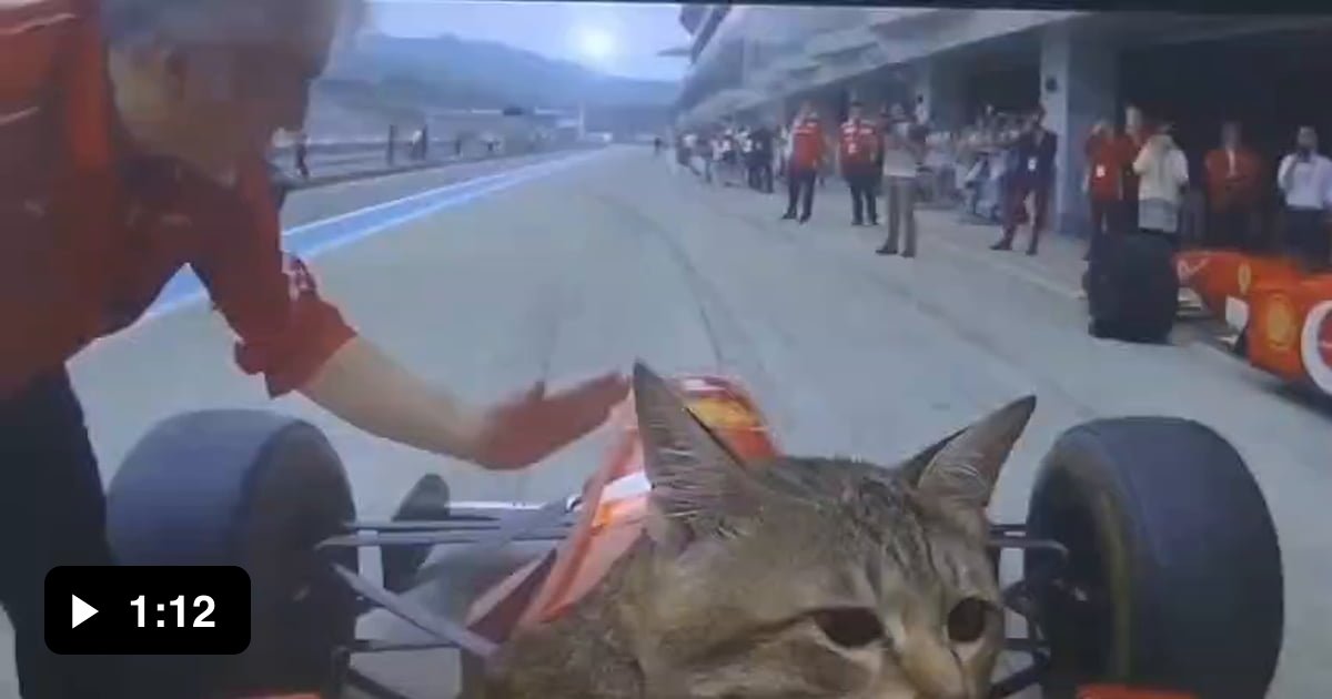 Cat driving formula one - 9GAG