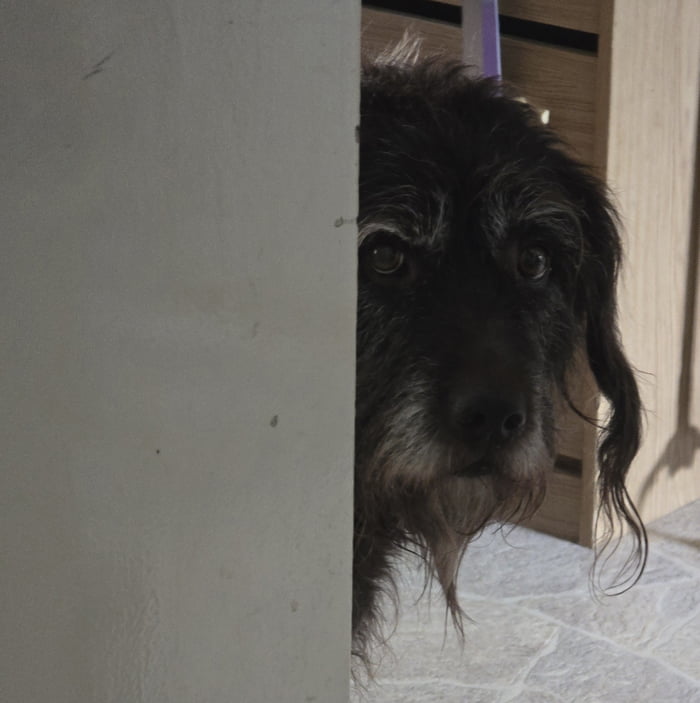 Being a dog is hard af. Imagine being adopted at the age of nine weeks ...