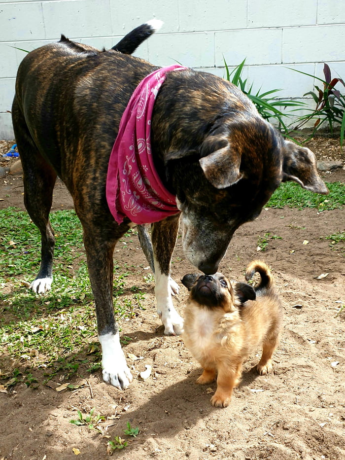 Their first boop. - 9GAG