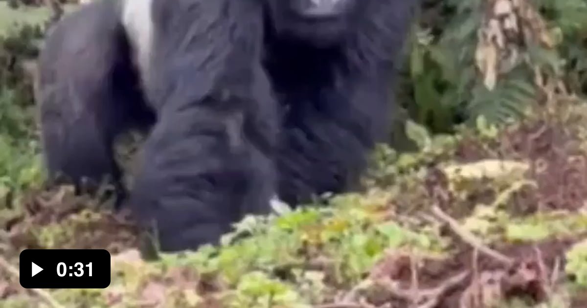 A gorilla casually walking past people, just chilling - 9GAG
