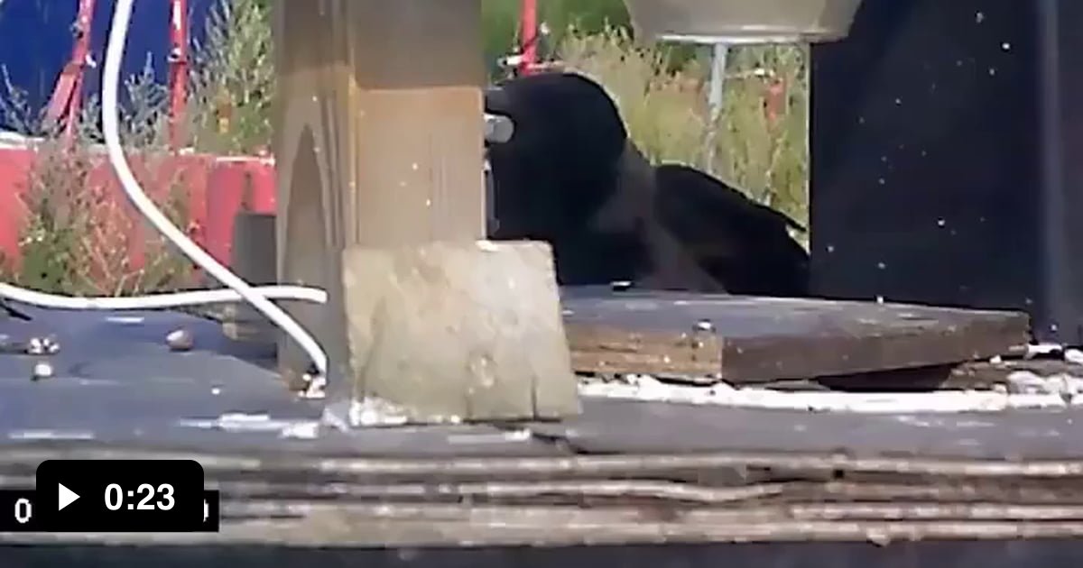 Crows cleaning up cigarette butts for food, what a smart idea - 9GAG