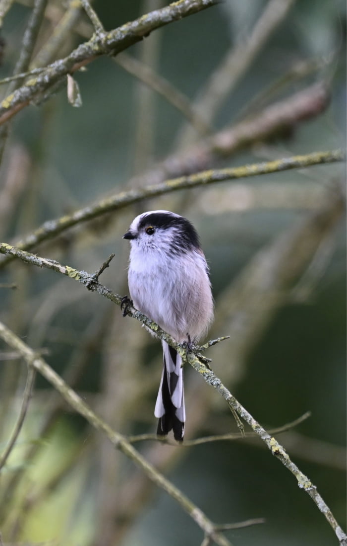 Trying my luck with a new hobby and taking pictures of birbs I find in the area. I thought with ...