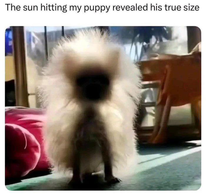 Just a little ball of fluff with legs - 9GAG